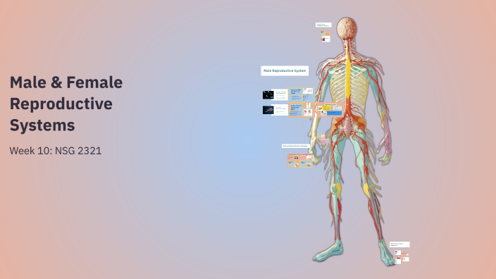 Male & Female Reproductive Systems by Rachel Herder on Prezi