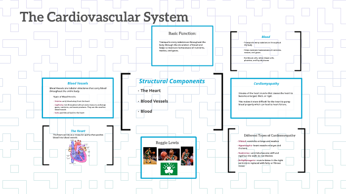 The Cardiovascular System by Jillian Coelho on Prezi