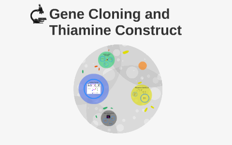Gene Cloning and Thiamine Construct by Miranda Sohnrey on Prezi
