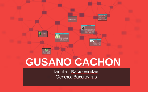 GUSANO CACHON by margarita gaviria ortiz on Prezi