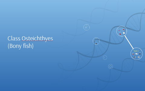 Osteichthyes (Bony fish) by Rohan Adeni