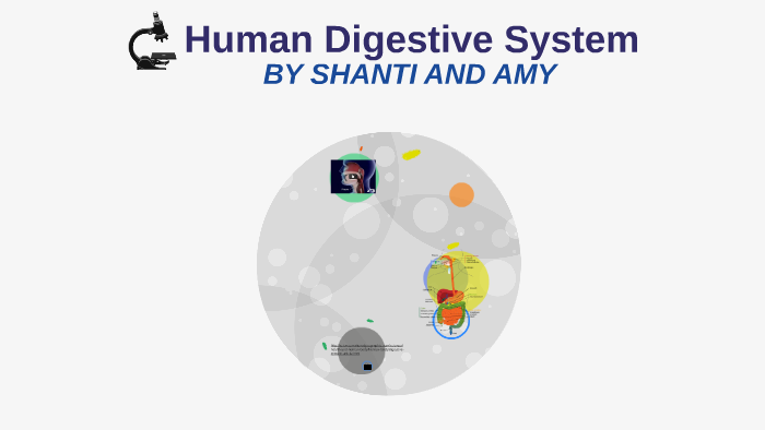 Human Digestive System by Amy Spurgeon