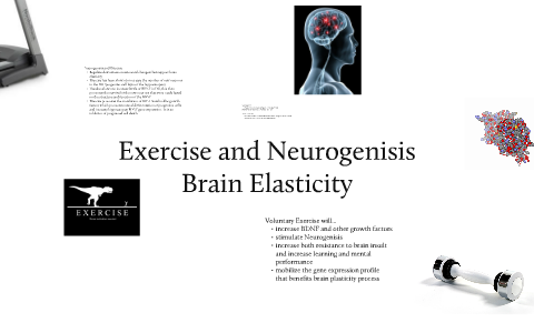 Exercise and Neurogenesis Brain Plasticity by Matthew Fredrick on Prezi