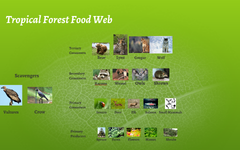Tropical Forest Food Web by Brittney Greatorex on Prezi