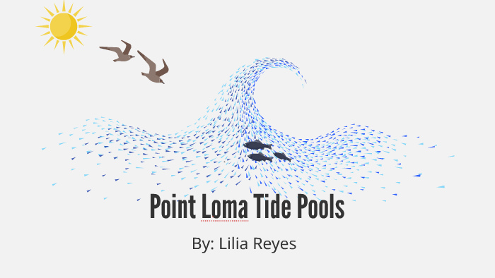 Point Loma Tide Pools by Lilia Reyes