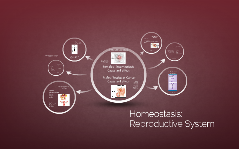 Homeostasis: Reproductive System by Eva Seo on Prezi