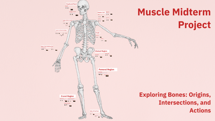 Muscle Midterm Project by alexis raby on Prezi