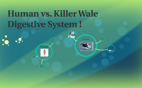 Human vs. Killer Wale Digestive System ! by Ayana Williams on Prezi