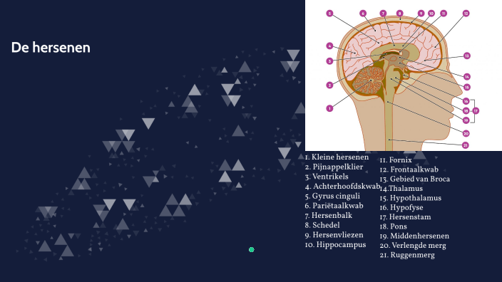 hersenen by matthijs akkerman on Prezi