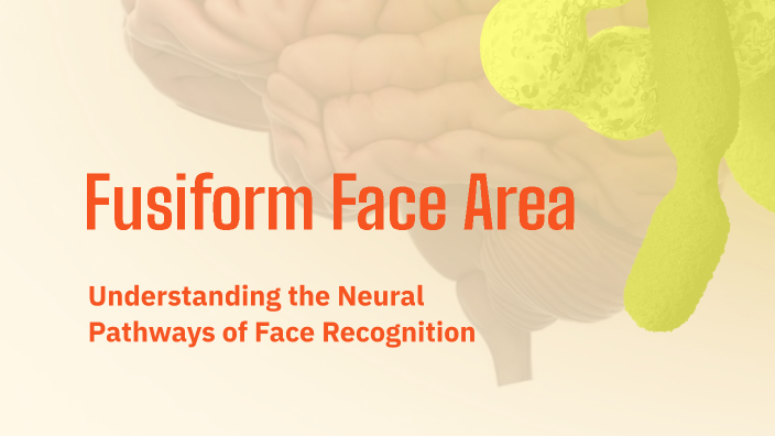 Fusiform Face Area by eef smitskamp on Prezi