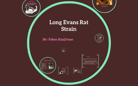 Long-Evan Rat Strain by Fahne Kauffman on Prezi
