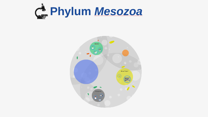 Phylum Mesozoa by Michael Sanchez on Prezi