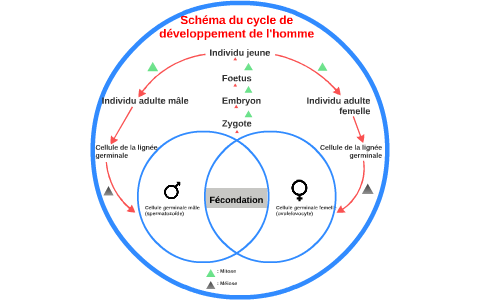 Schéma du cycle de développement de l'homme by on Prezi