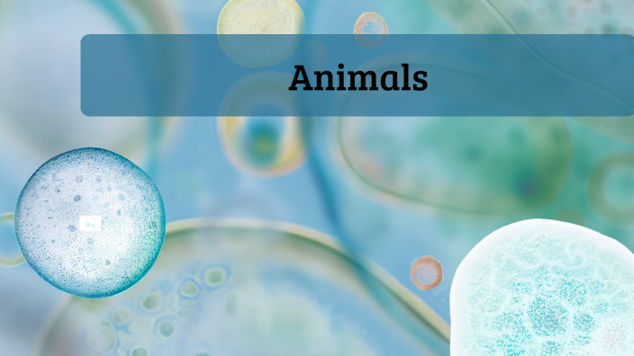 Animals by Полина Малышева on Prezi