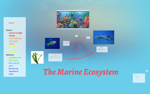 The Aquatic Bahamas Ecosystem by rachel clanton on Prezi