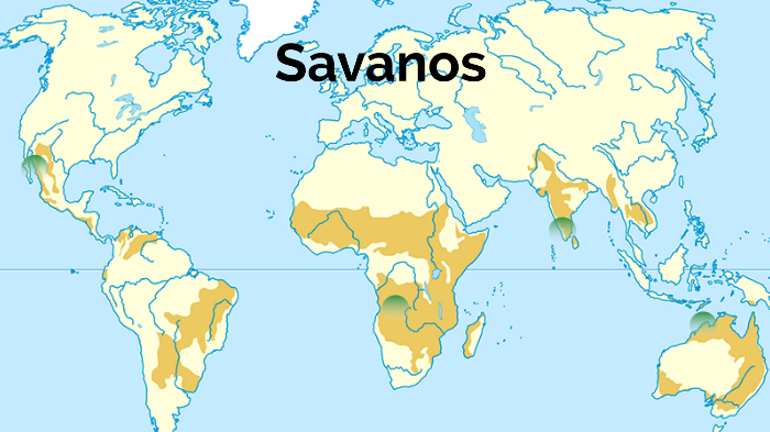 Savanos by Laughing Coffin on Prezi