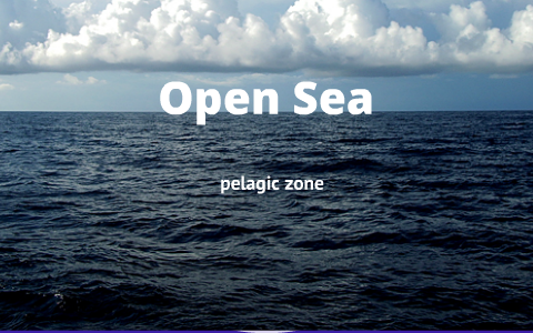 Open Sea Ecosystem by Zachary Brown on Prezi