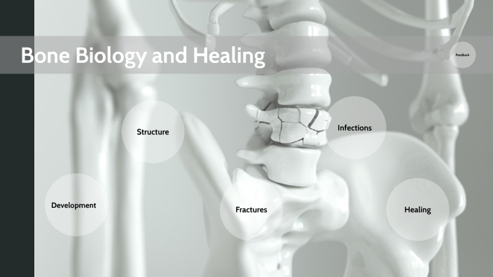 Bone Biology and Healing by Georgina Bond on Prezi