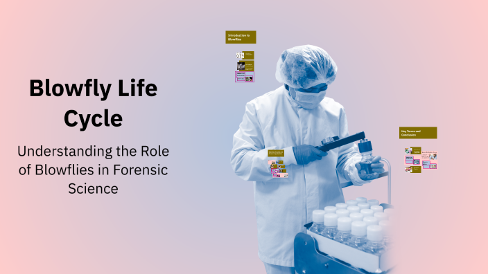 Blowfly Life Cycle by melanie sanchez on Prezi