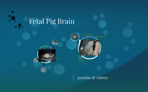 Fetal Pig Brain by Aubrey Kutas on Prezi