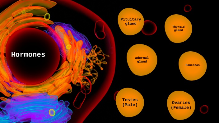 Hormones Presentation by Garv Agarwal on Prezi