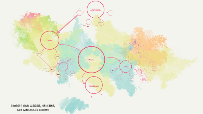 Concept Map: Meiosis, Genetics, and Molecular Biology by tyra brown on ...