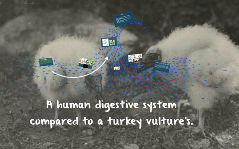 A human digestive system compared to a turkey vulture's. by Andra Popp ...