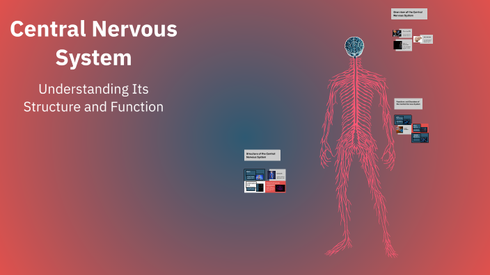 Central Nervous System by Ivett Ruiz on Prezi