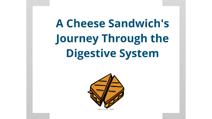 A Cheese Sandwich's Journey Through the Digestive System by Lee Kelley ...