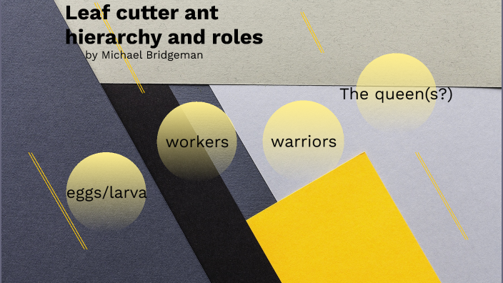 leaf cutter Ant hierarchy and roles by Michael Bridgeman on Prezi