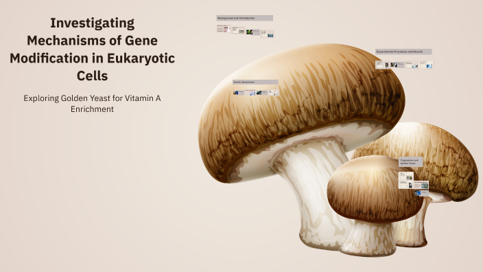 Investigating Mechanisms of Gene Modification in Eukaryotic Cells by ...