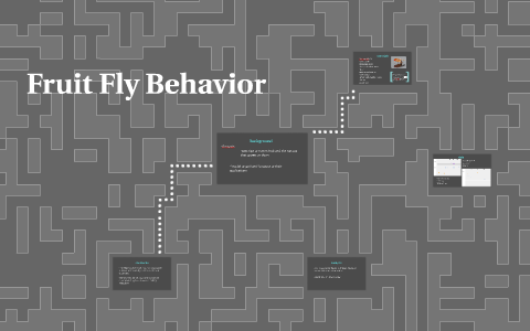Fruit Fly Behavior by Alissa Schneider