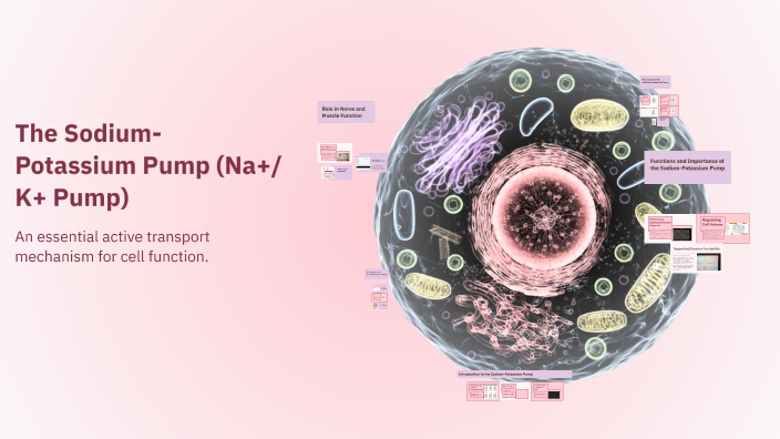 The Sodium-Potassium Pump (Na+/K+ Pump) by Estefani López on Prezi