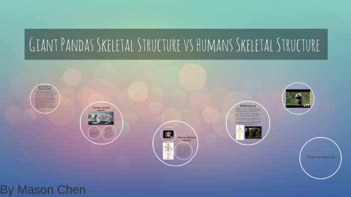 Pandas Skeletal Structure vs Humans by Mason Chen on Prezi