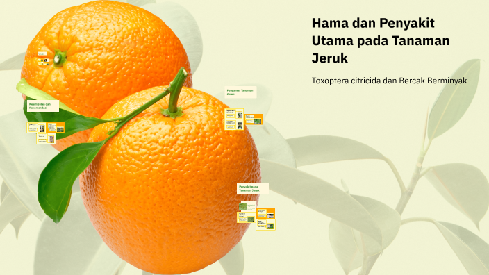 Hama dan Penyakit Utama pada Tanaman Jeruk by PRIMA ElZA on Prezi