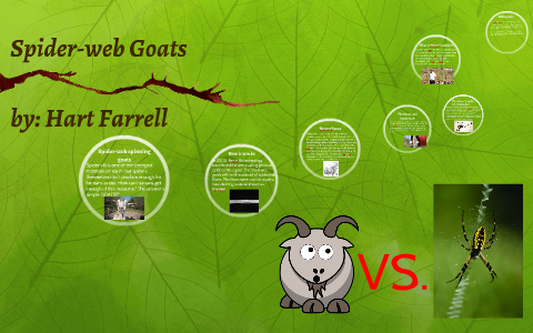 Spider-web Goats by Hart Farrell on Prezi