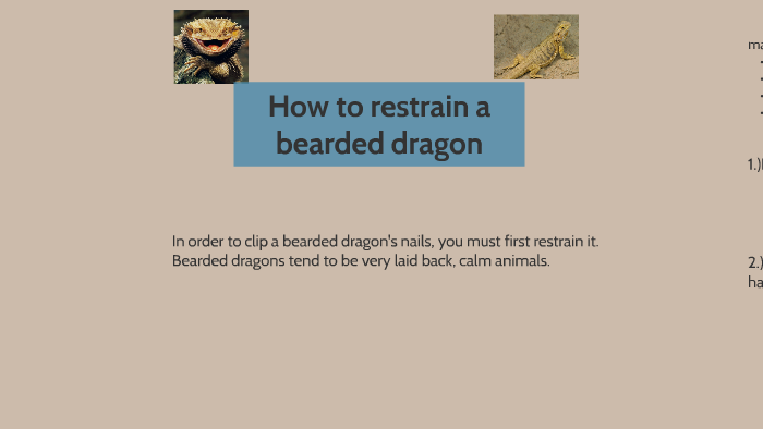 How to restrain a bearded dragon by kristen reve on Prezi
