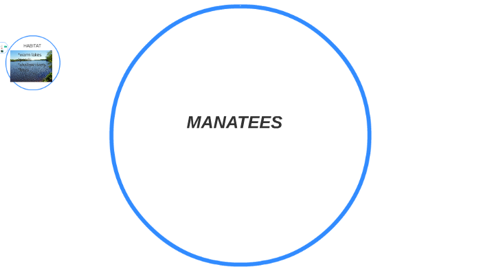 MANATEES by allie timmons