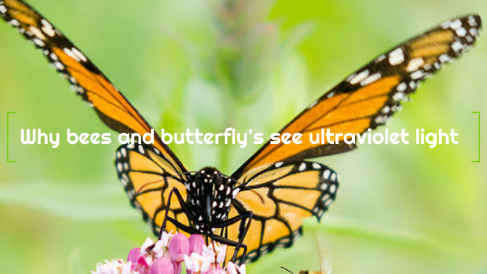 Why bees and butterfly's see ultraviolet light by sophie sharp on Prezi