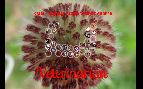 SMALL ANIMAL MANAGEMENT CAREERS by Dani Sharp on Prezi