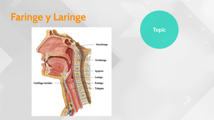 Faringe y Laringue by azul lucas on Prezi