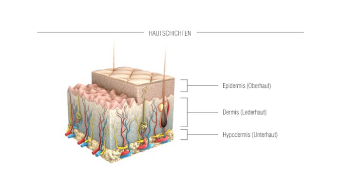 Der Tastsinn by Celine Tucholski on Prezi