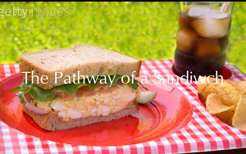 Biology 20 - IB : Pathway of a Sandwich by Jane Lachica on Prezi