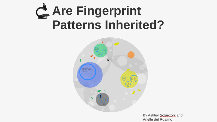 Are Fingerprint Patterns Inherited by Ashley Solarczyk on Prezi