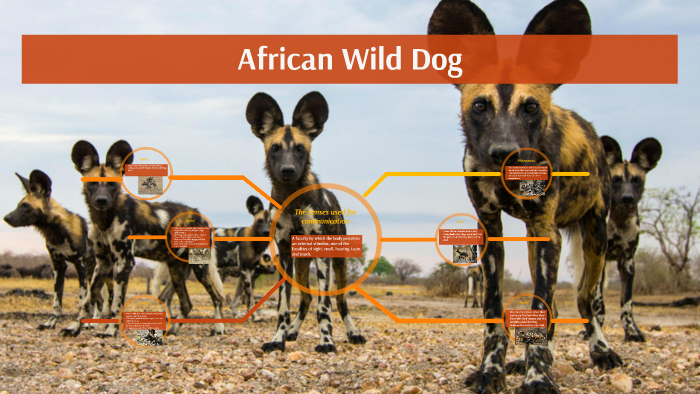 African Wild Dog by Sean Challis on Prezi