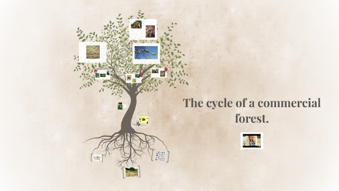 The cycle of a commercial forest. by 4Bsa Exhibition