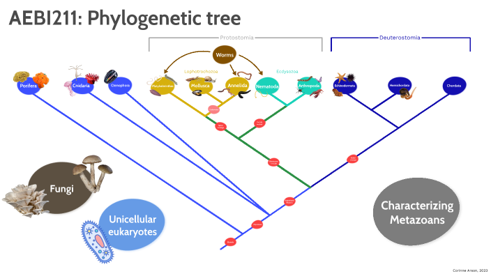 AEBI211 - Metazoan tree of life by Corinne Arson on Prezi