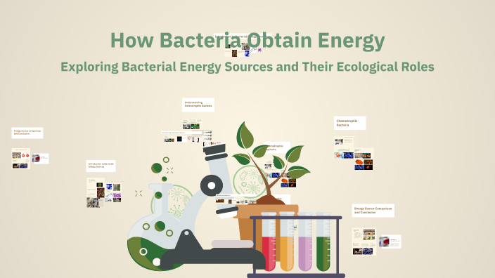 How Bacteria Obtain Energy by Nina Gardner on Prezi