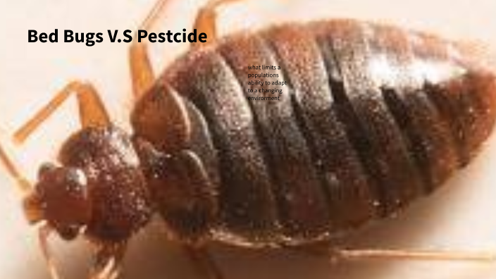 Bed Bugs V.S Pesticide by McKenna Tomaszewski on Prezi