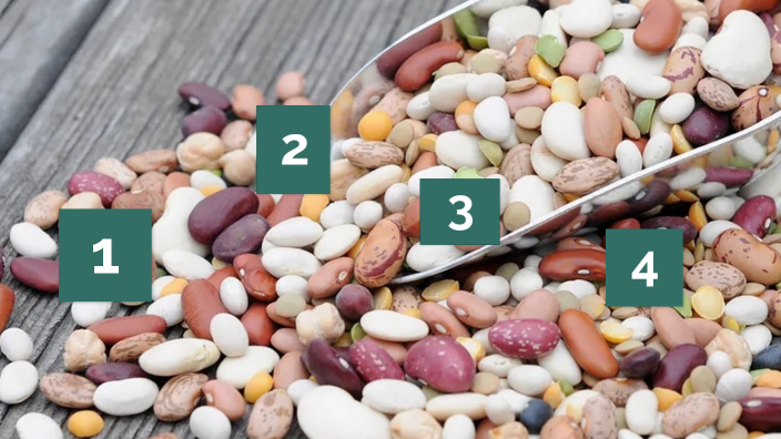 Fasola-biologia by on Prezi